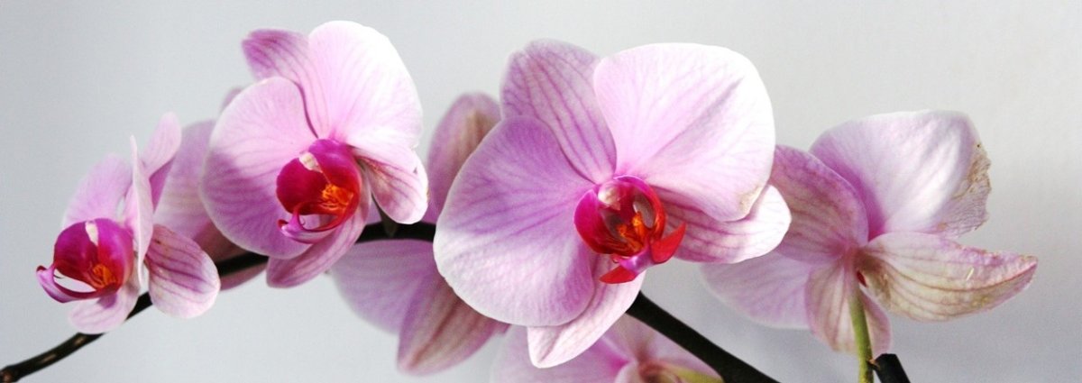 Orkidé I