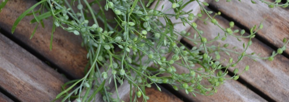 Vinterdyrkning af karse