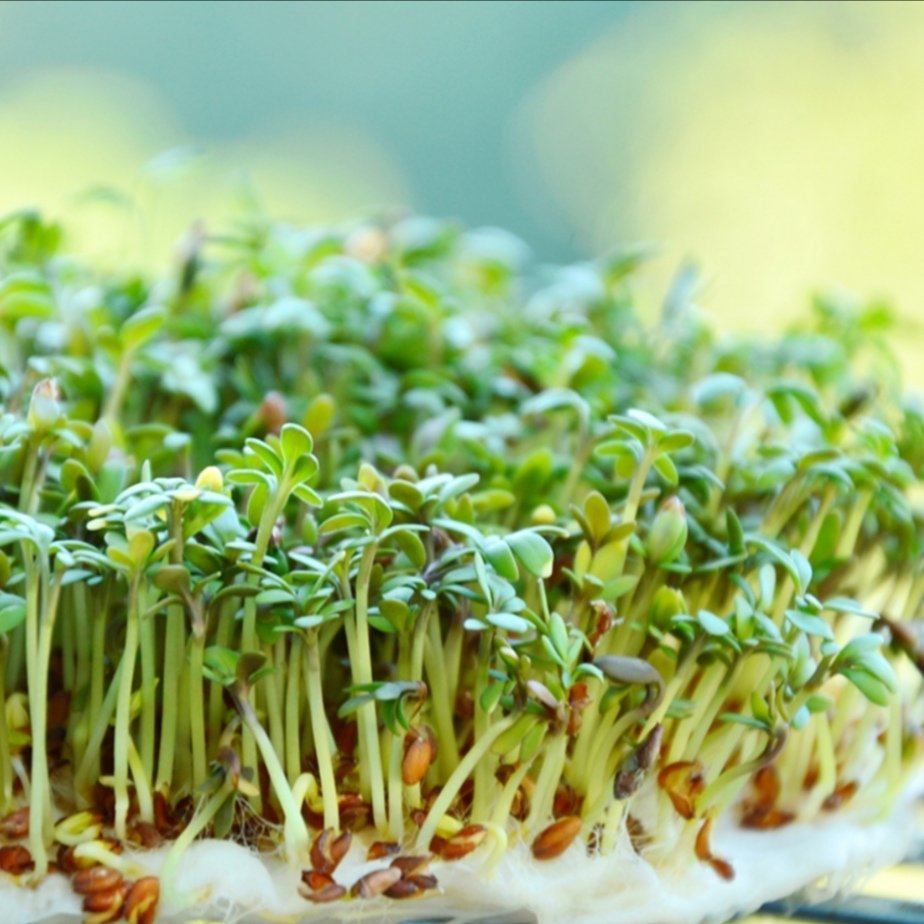 Spirer Karse - Økologisk - Mikrospirer - Spirekassen