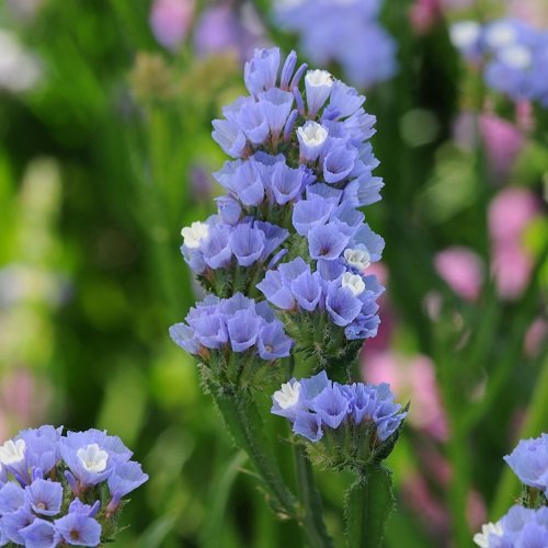 Statice 'Qis Pale Blue' - Statice - Spirekassen ApS