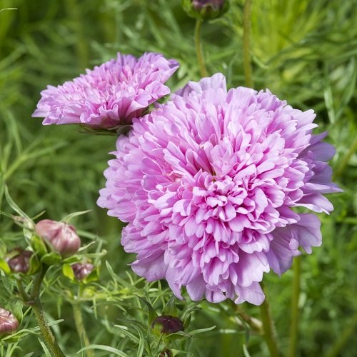 Cosmos 'Double Dutch Rose' - Cosmos - Spirekassen ApS
