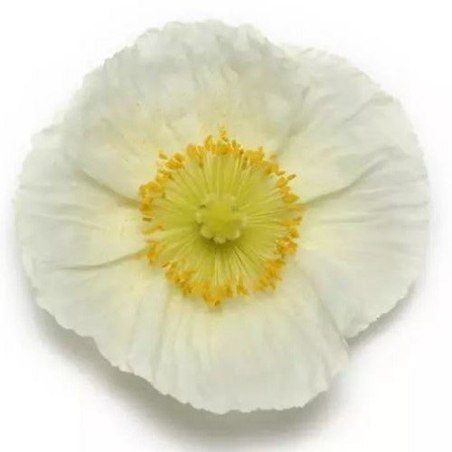 Sibirisk Valmue 'Champagne Bubbles White' - Valmuer - Spirekassen ApS