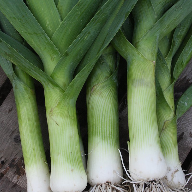 Porre 'Autumn Giant 2' - Økologisk - Porre & Løg - Spirekassen ApS
