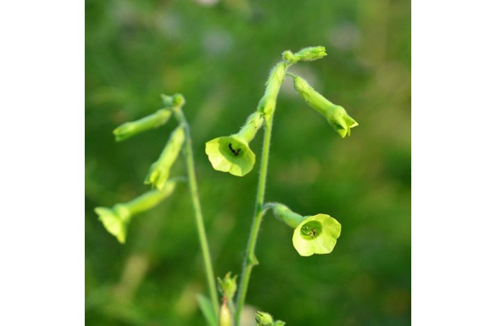 Grøn tobak - Bi - og Sommerfugleblomster - Spirekassen